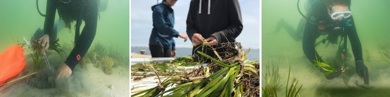 Nantucket Eelgrass Restoration Project Mass Gov